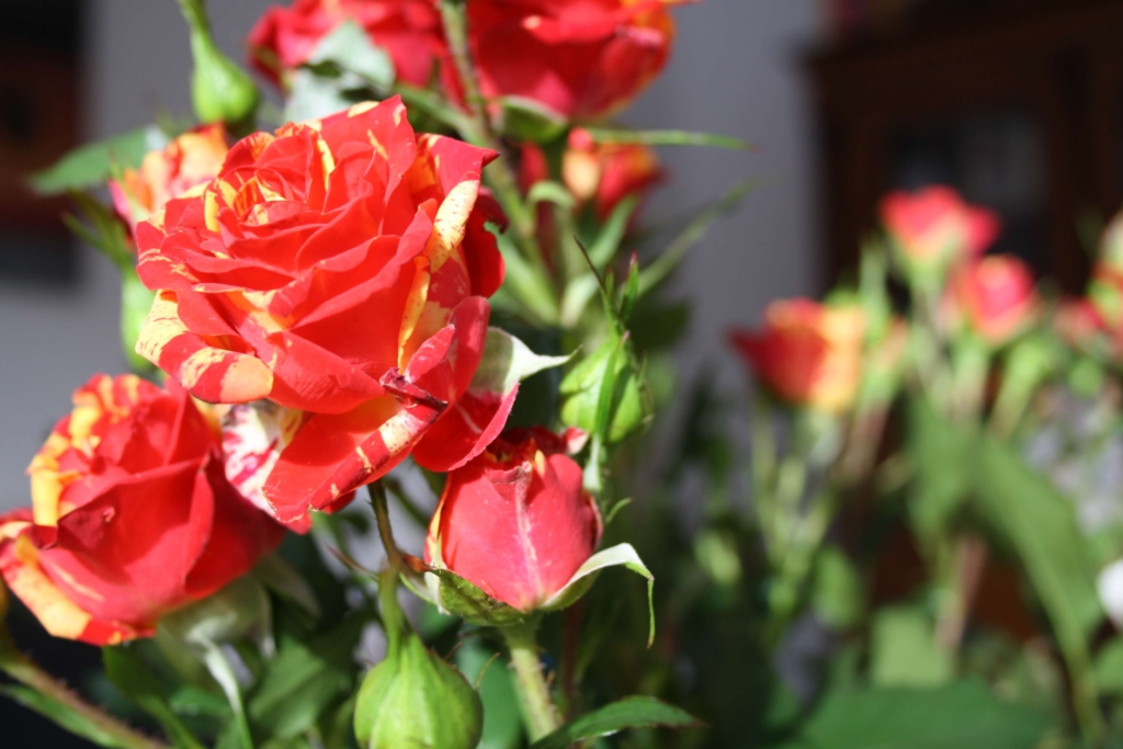 Eco friendly flowers, fair trade flowers from ethical and sustainable ...